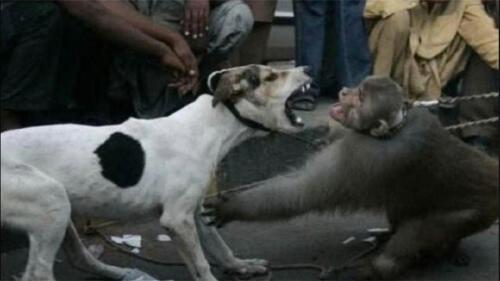 印度猴子有多猖獗,一只小猴被狗咬死,猴子复仇全村250条狗被屠