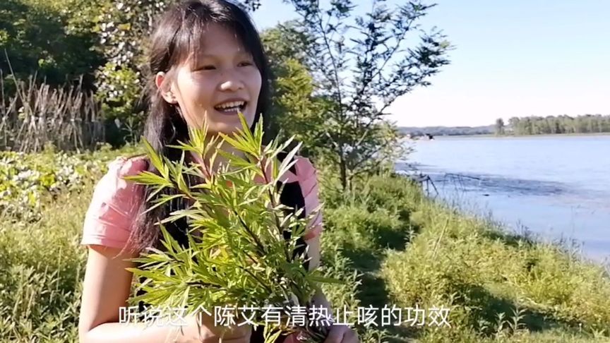农村随处可见的艾草,还有这几个功效是真的吗?