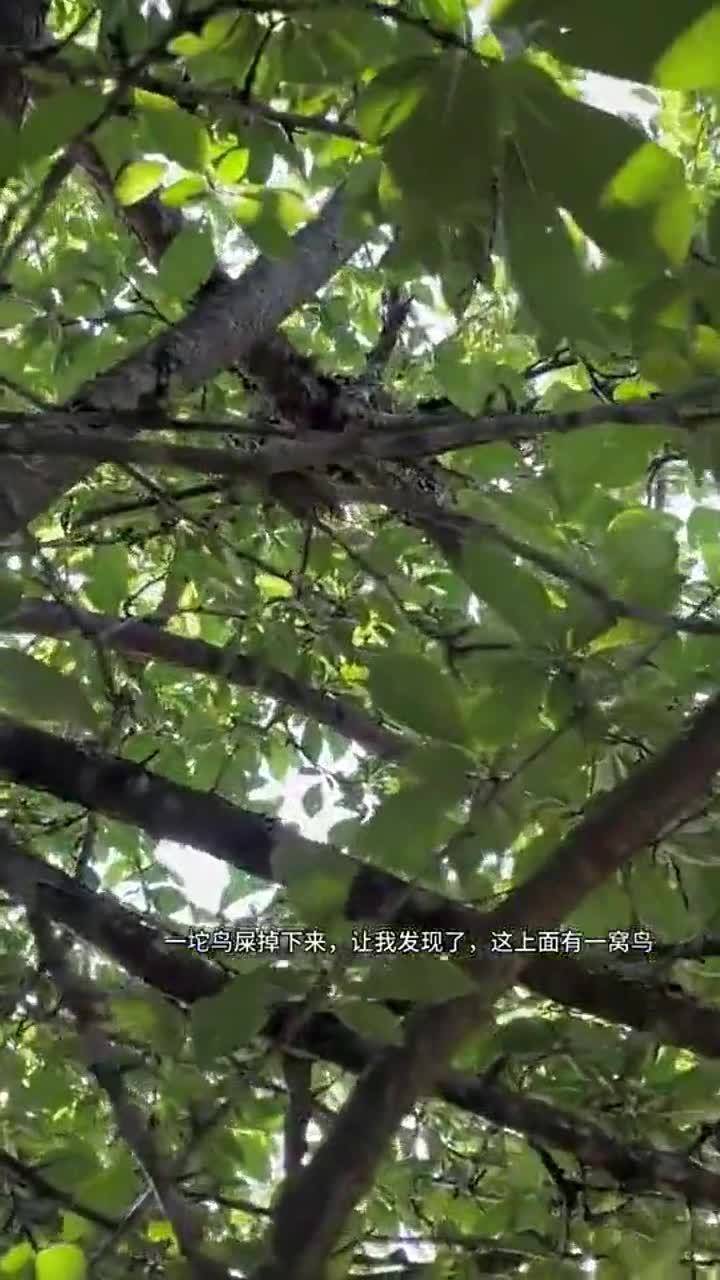 满满一窝鸟,萌化你的心!#动物