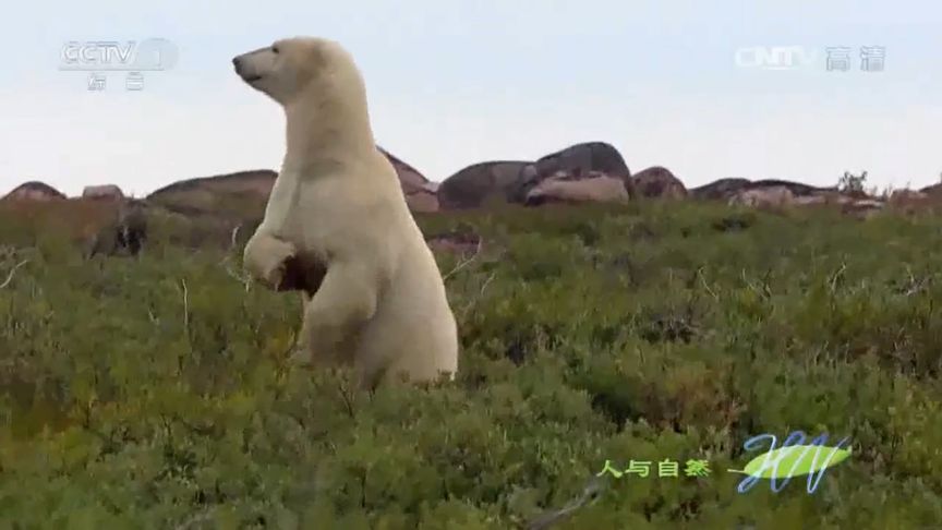 北极熊打破人们对它的印象,冰面上的霸主来到陆地,如何生存