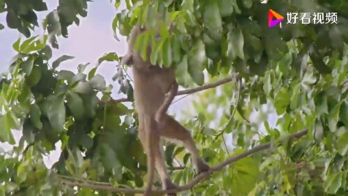 狒狒为何进化成树栖生物?逃避捕食者的智慧揭秘