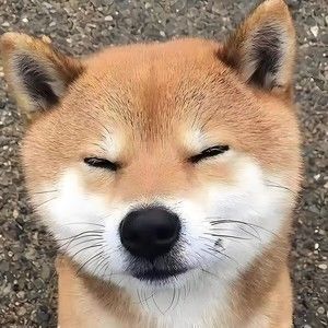 爱看动漫的小全