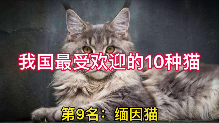 新手养猫需知:我国受欢迎排名前10的猫,你喜欢哪一只呢?