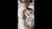 福州福安优质生蚝批发采购,连云港生蚝价格表,北海梁飞生蚝批发