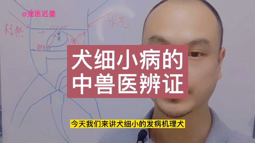 犬细小上吐下泻的原因原来是这样的