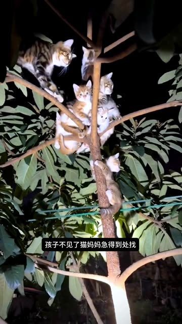 报告,树上结小猫了!世界不能没有小猫