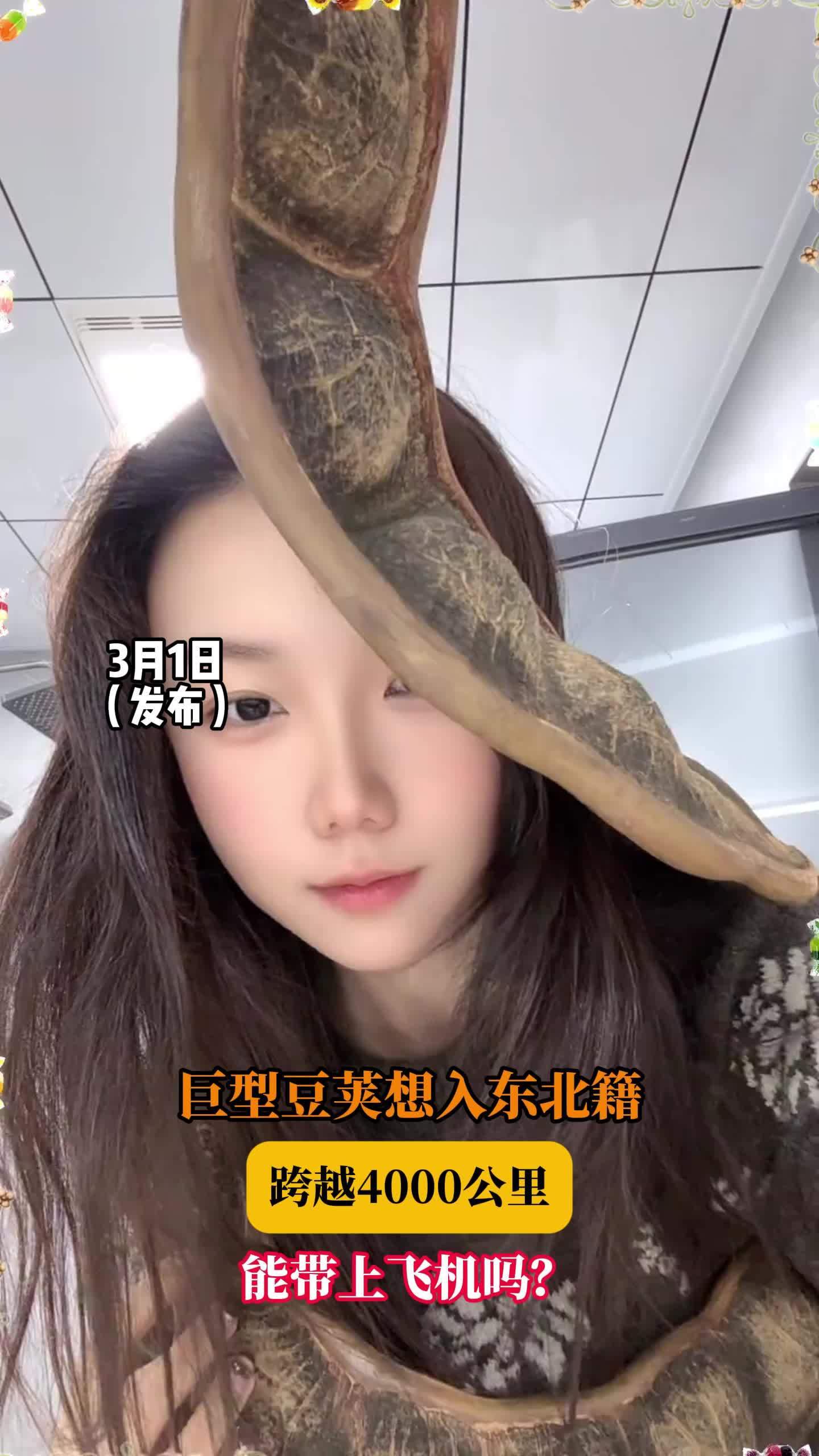 过年巨型豆荚想入东北籍,跨越4000公里,能带上飞机吗?