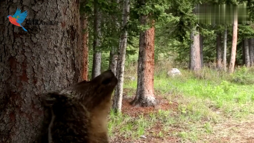 大熊跳起了钢管舞,身段妖娆曼妙!简直是亮瞎了眼