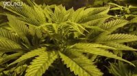 植物生长记录