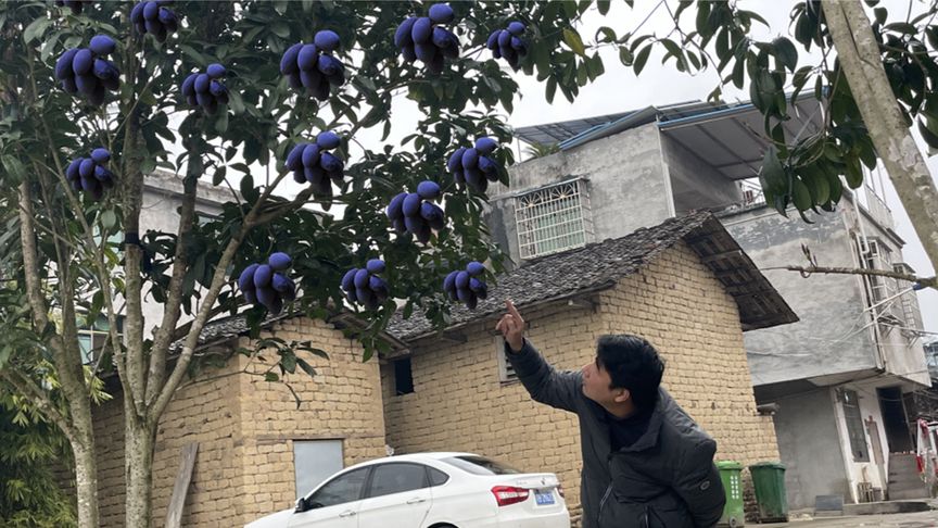 桂花树结的果实你见过吗?原来用途这么多,我也是才知道