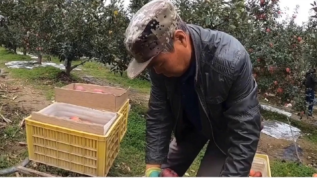 民俗节日+农业创新:六月六尝新节如何打开国际市场?chiyanmary 提供...