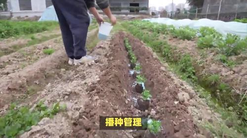 水稻有哪些新型栽培技术,附水稻田间管理要点