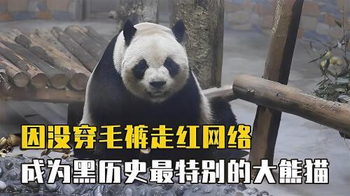 因没穿毛裤走红网络,一代脱星缘小,成为黑历史最特别的大熊猫