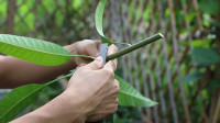 嫁接芒果树,谨记好这“刀法”,后期更容易长出新芽