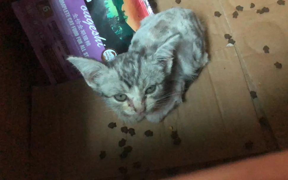 深夜救助被弃的美短奶猫&无处安置只能继续住院的奶猫被爱心领养