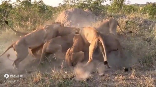 "惨剧!疣猪家族灭门,猪妈惨遭活吞,看哭了!"
