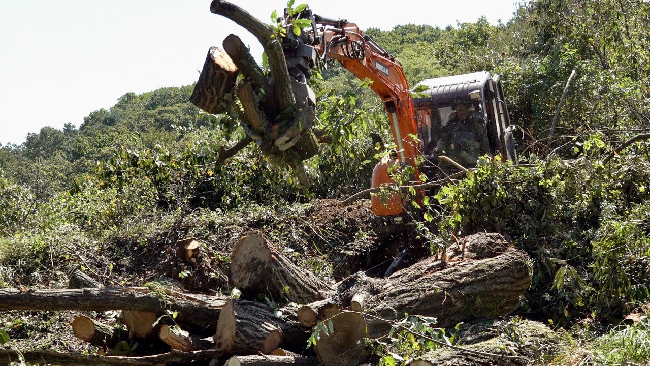 进程 - 韩国的伐木工人伐木技能过程砍伐森林的砍伐树木