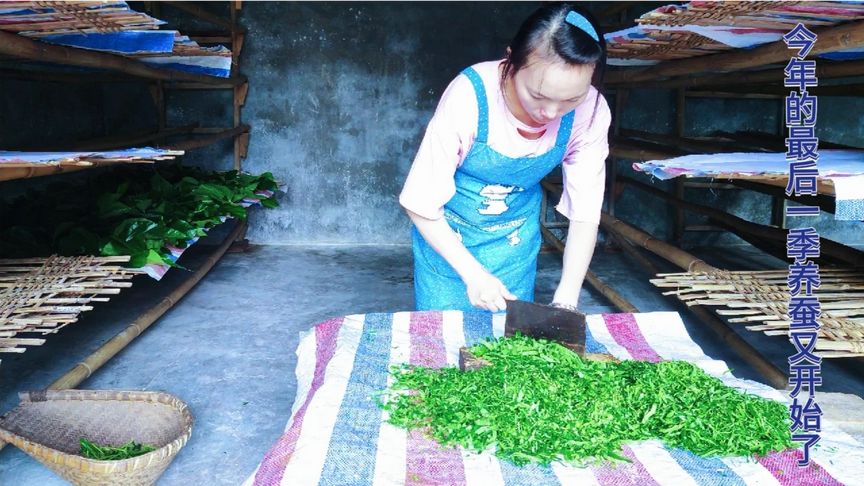 养蚕是古代汉族劳动人民创造的重要技艺,看看我们现代人怎么养