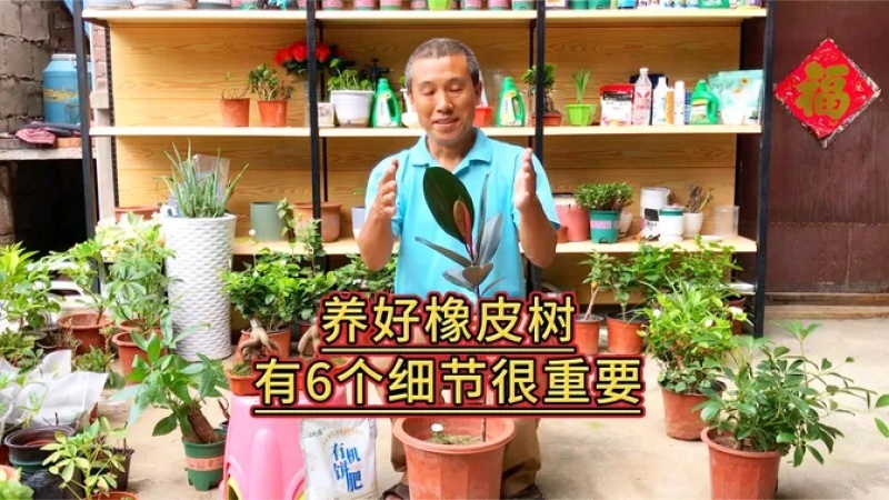 养好橡皮树有6个细节很重要