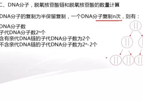 DNA分子计算习题课