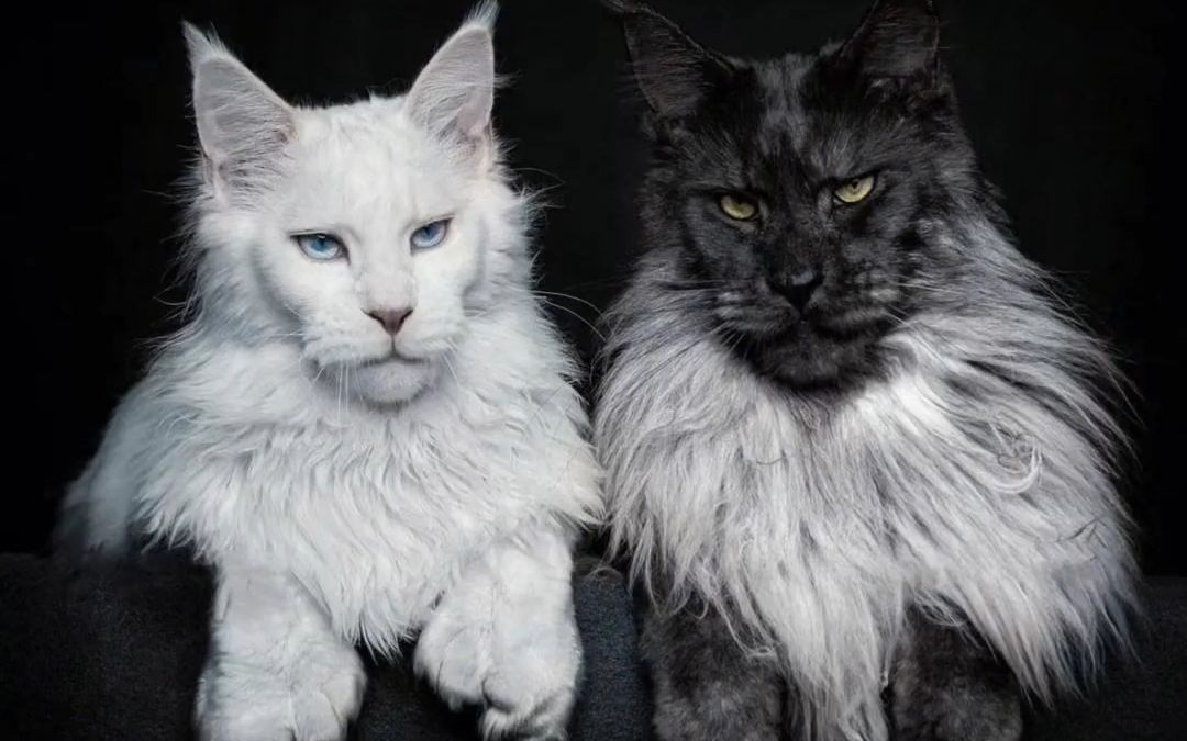 20s带你了解缅因猫的种类,那种get到你了 缅因猫