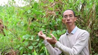 植物菝葜又名金刚藤,号称祛湿之王,价值方面4大用途