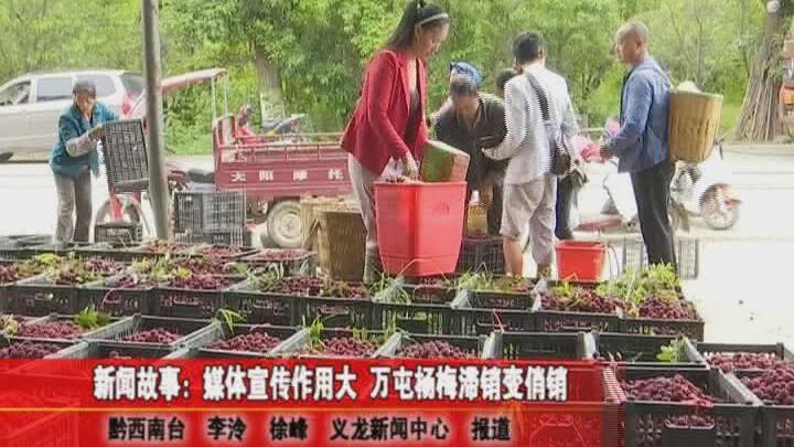 新闻故事:媒体宣传作用大 万屯杨梅滞销变俏销