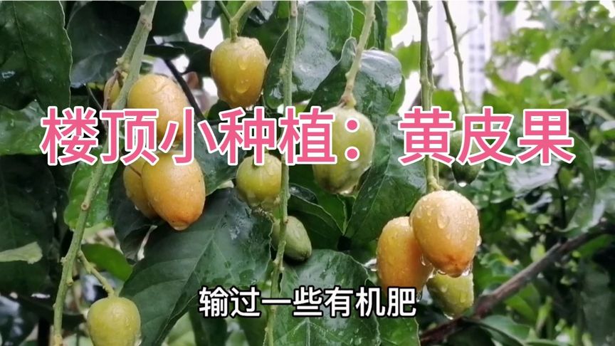 楼顶小种植:黄皮果