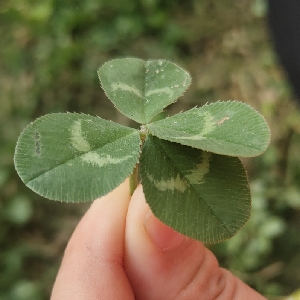 理性思维怼SD 
