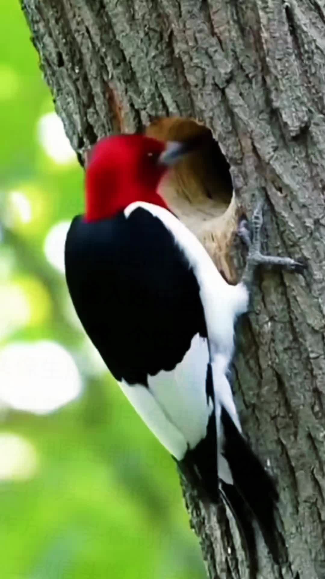 #我的世界开箱子壁纸我的世界开箱子动态壁纸我的世界开箱子交互...