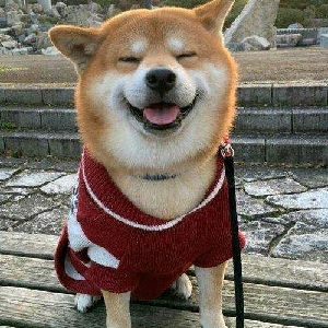 跟谁说话都客气的一匹 
