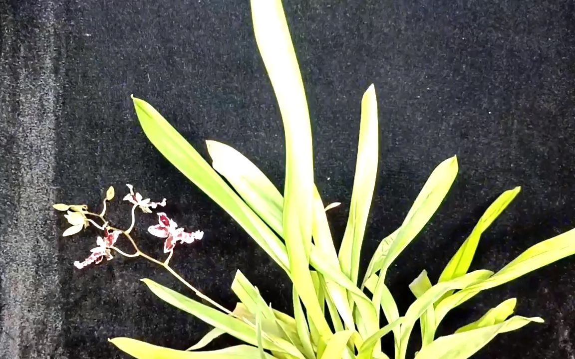 新手选哪种文心兰?甜豆文心兰对比跳舞兰,梦香,豹斑宝石