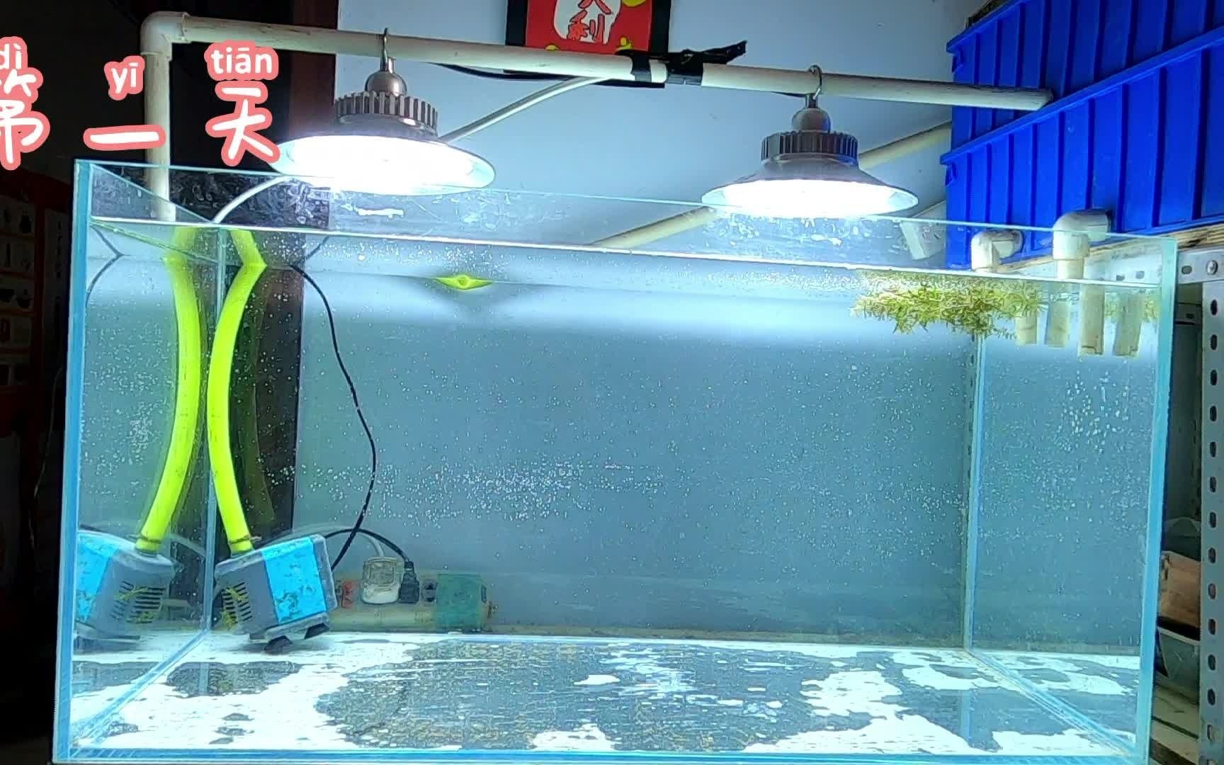 工矿灯适合爆藻吗,二十四小时开灯七天后,看看这一缸满满的绿色