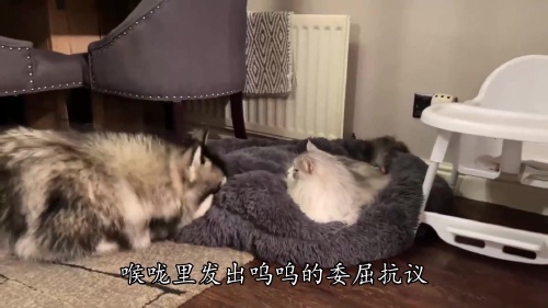 女主人不怀好意地闯入狗窝,狗狗的反应让人哭笑不得,实在太幽默了