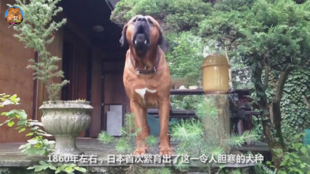 全球十大猛犬排名,藏獒未进前三,第一名,当之无愧,乃.