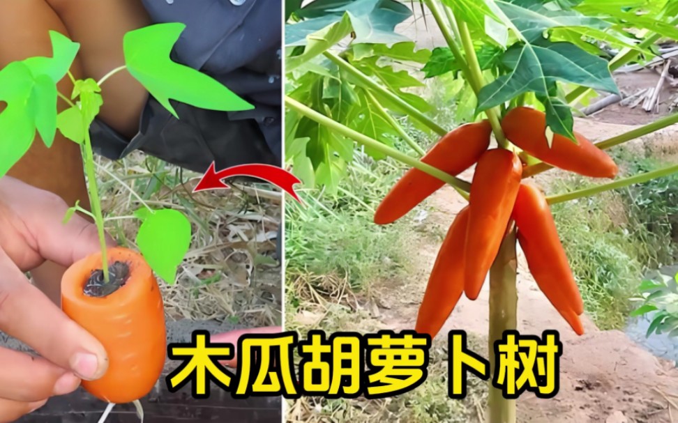 不从泥土中种植出来的胡萝卜能不能吃呢