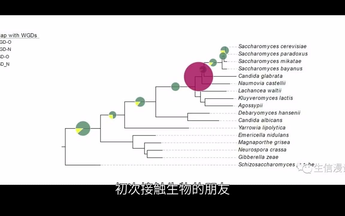 生信小白如何做出美美的进化树【视频版】