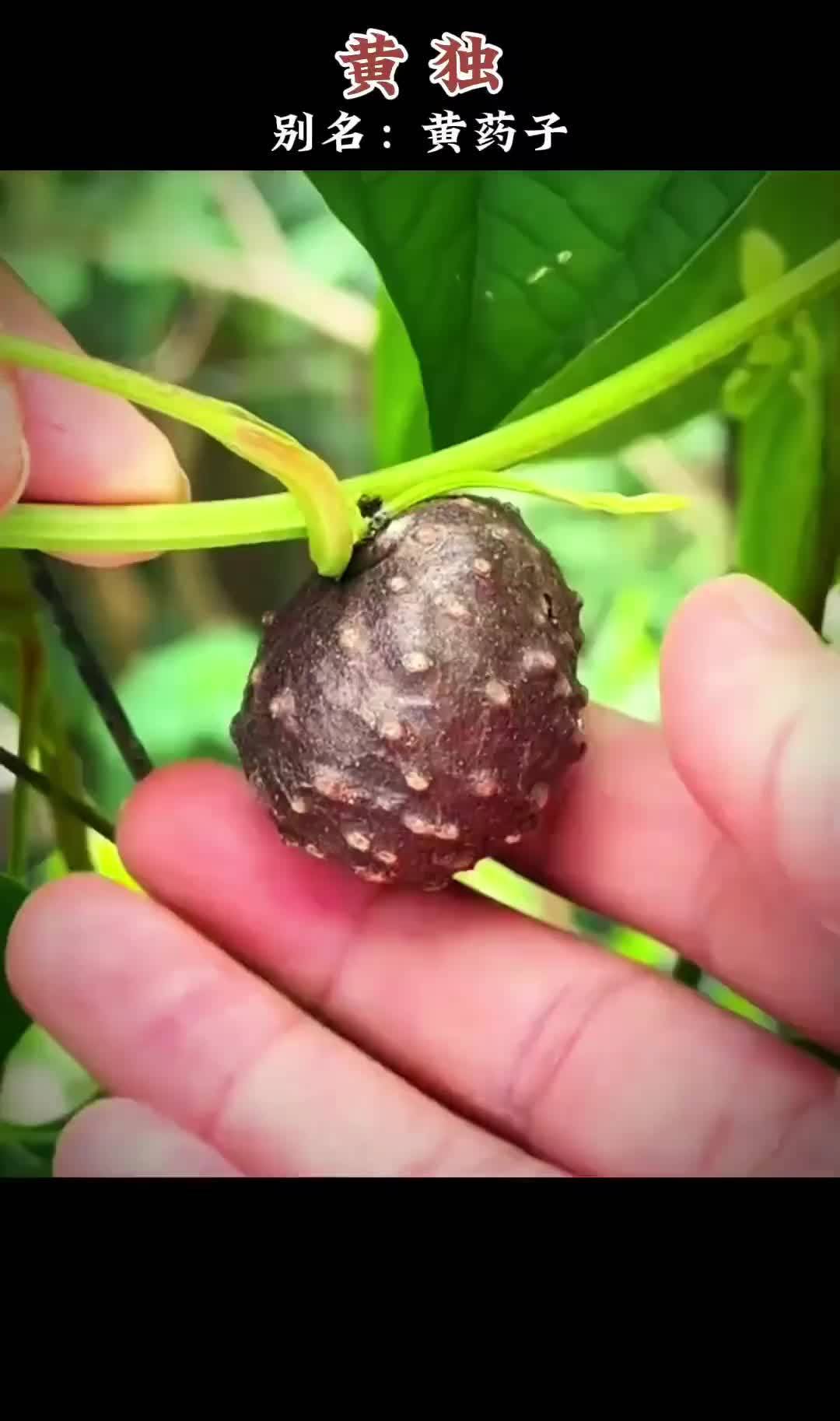 你可别认错了,这可不是山药蛋,这叫黄独,别名黄药子!