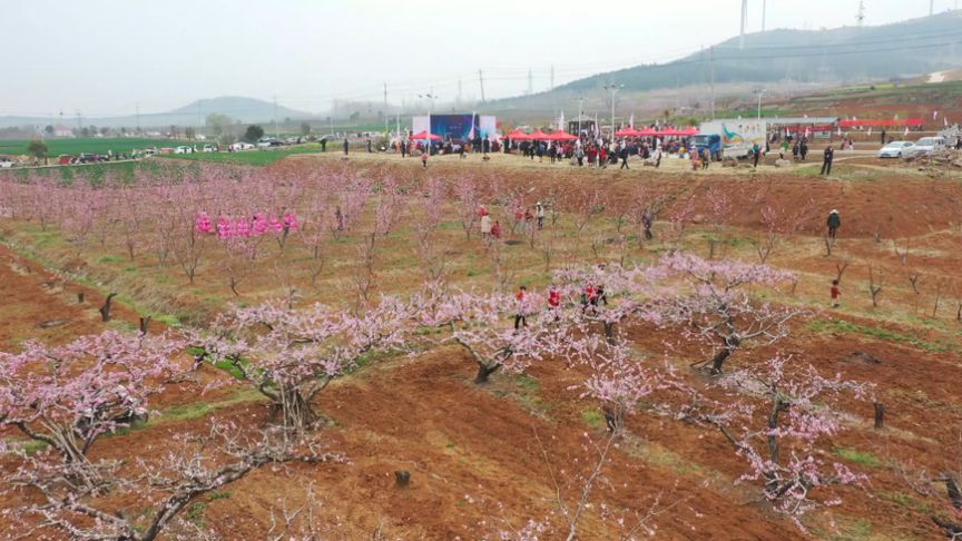 40秒|枣庄市台儿庄区第七届桃花节开幕
