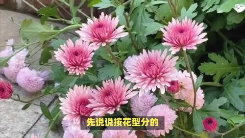 探索菊花之美:从花型到用途的多样种类