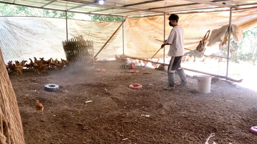 #volg日常,都知道猪场要消毒,那鸡场到底怎么消毒效果好?