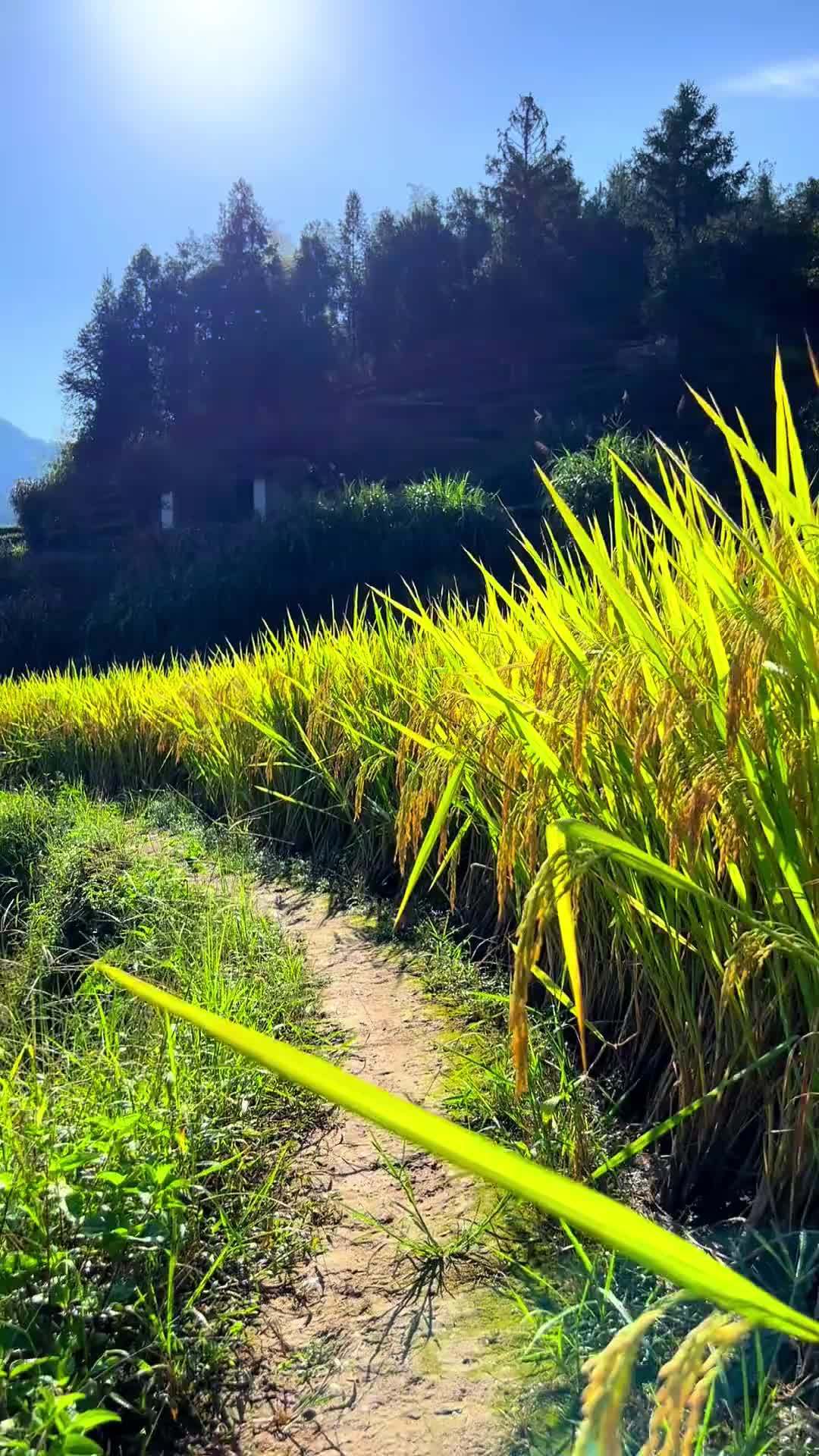 老家的水稻快熟了,愿你仓中有粮,囊中有钱,收稻时平安回来