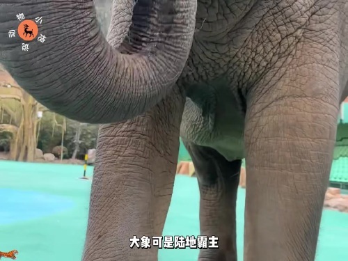 男子"死"给大象踩脚!就不怕被踩扁吗这胆子野太肥了