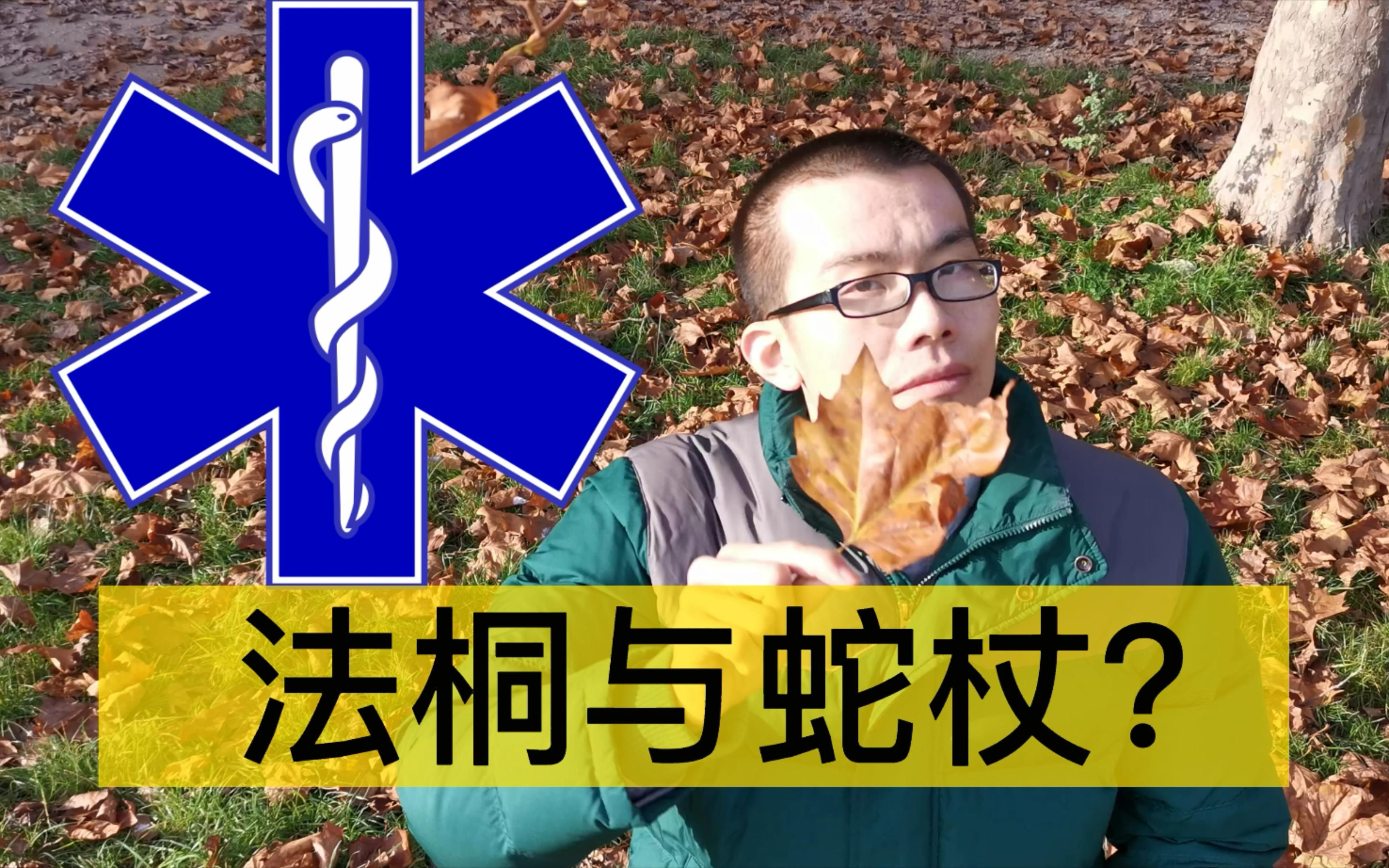 法国梧桐,像蛇一样会蜕皮的树,世卫组织的标志还和它有关