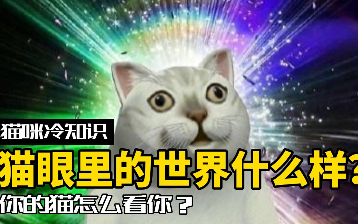 猫咪冷知识:猫眼里的世界长什么样?你的猫咋看你?