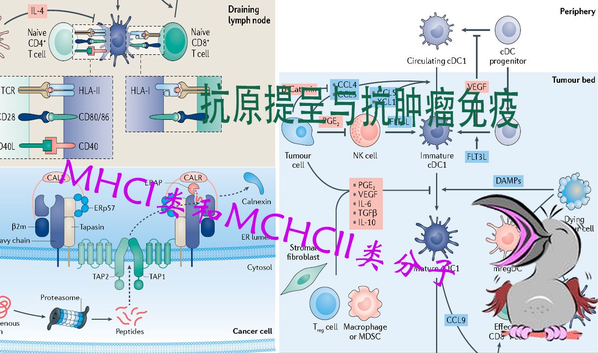 SCI文献导读——【综述】12月24日 富集到antigen processing and ...