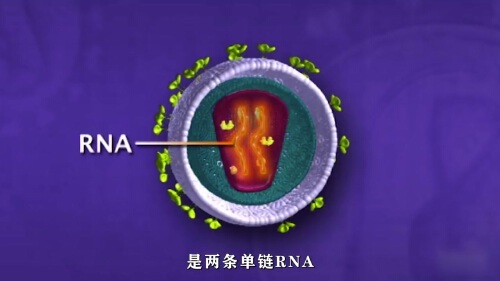 逆转录病毒:HIV感染细胞的过程