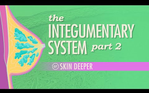 【10分钟速成课:解剖与生理】第7集 - 皮肤系统 part 2 皮肤深层
