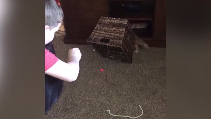 少年自制捕猫神器百抓百中