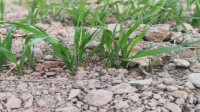 种植小麦,农民冬前管理很关键,4点措施助小麦安全越冬